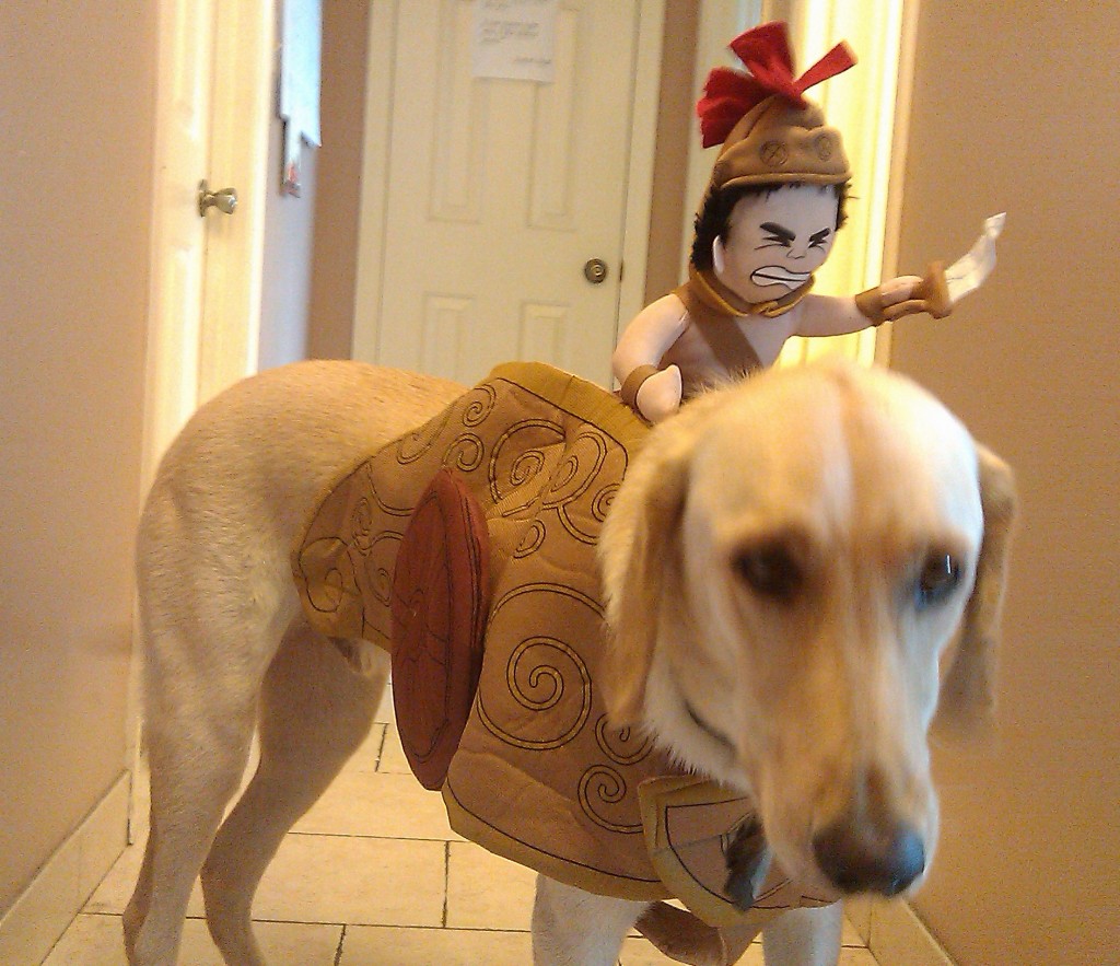 Halloween Costumes For Dogs Niche Market